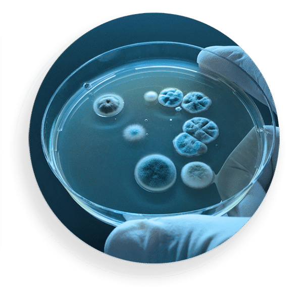 Mold Test Kit - PRO-LAB®